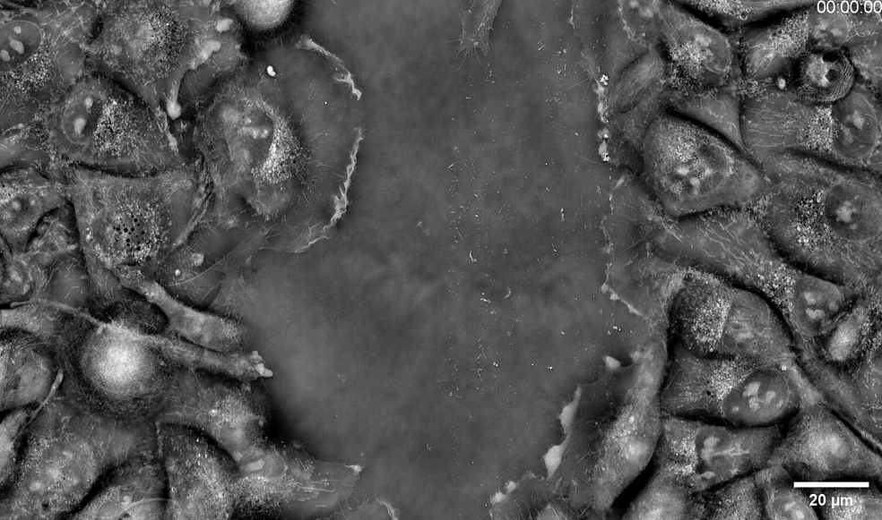 锆石光电-无标记活细胞显微成像系统